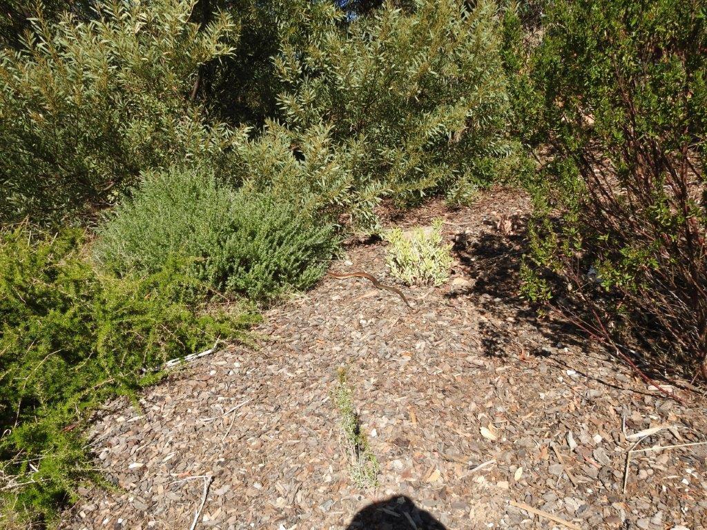 Whip Hooded Snake from Bombala NSW 2632, Australia on March 31, 2018 at ...