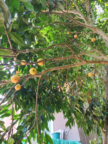 Plinia edulis · iNaturalist Ecuador