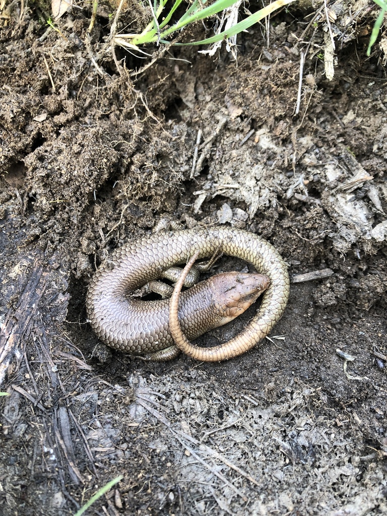 Gilbert's Skink from Two Hundred Eleventh Rd, Friant, CA, US on ...