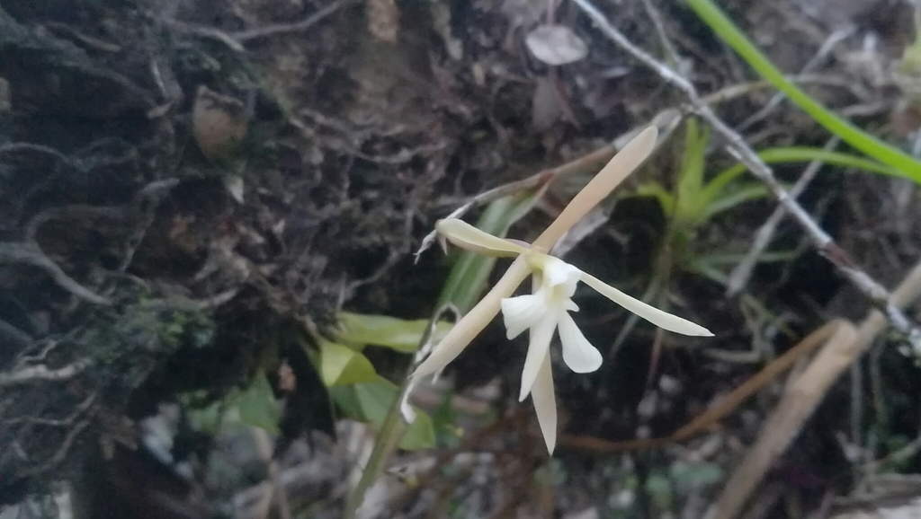 Night Scented Orchid from Tena, Ecuador on November 05, 2020 at 06:03 ...