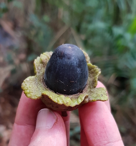 Licaria bahiana · iNaturalist Mexico
