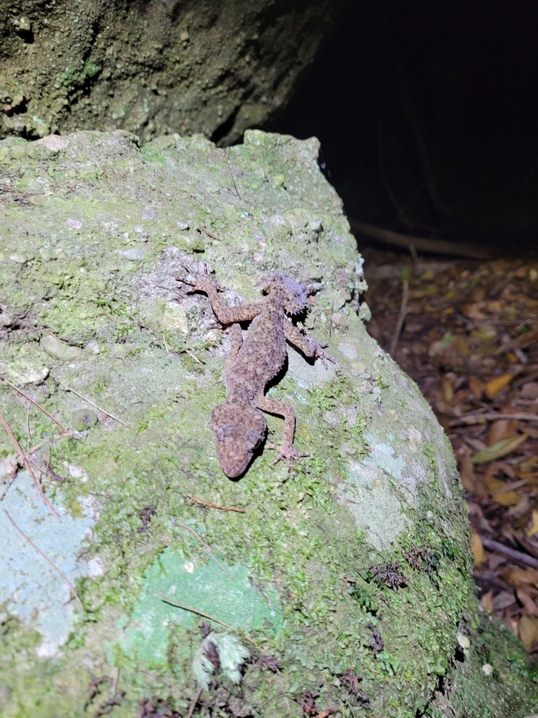 Broad-tailed Gecko from Olney NSW 2325, Australia on November 6, 2020 ...
