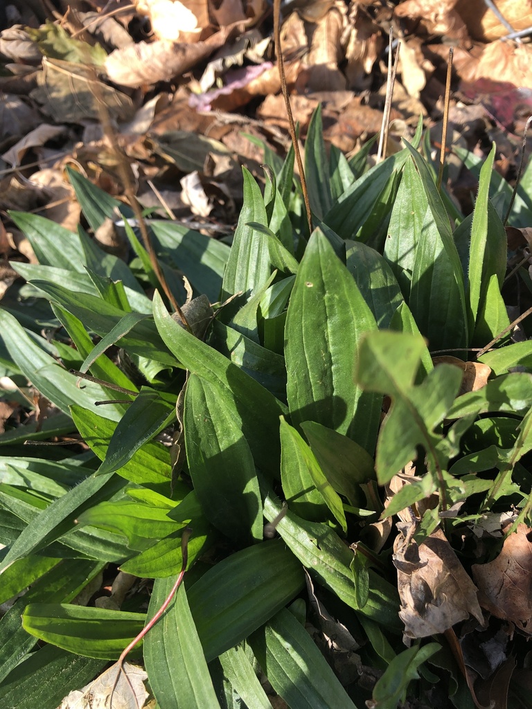 ribwort plantain from Willow St, Waltham, MA, US on November 6, 2020 at 10:24 AM by Evan ...