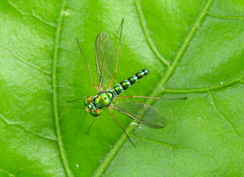 Plagiozopelma flavipodex from B-Zone, Durgapur, West Bengal, India on ...
