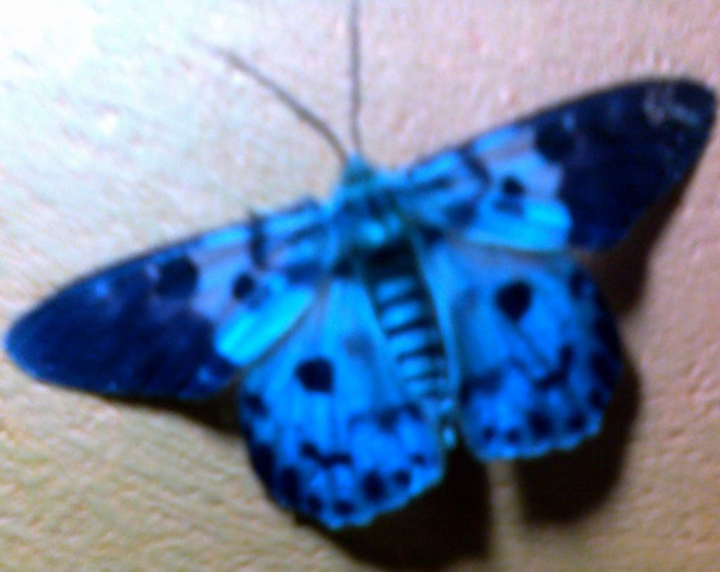 Blue Tiger Moth from Koyilandi, Kozhikkode, , Kerala, India on April 20 ...