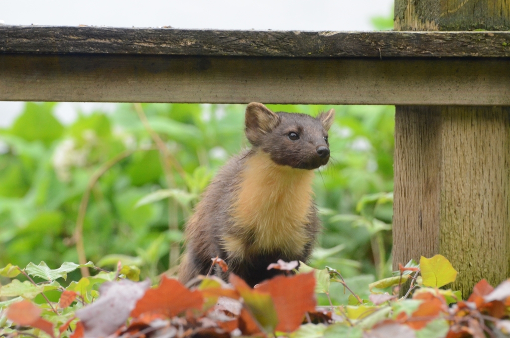 European Marten Animal