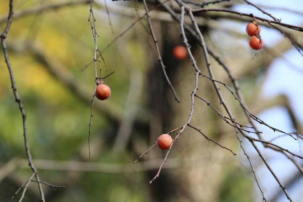American persimmon from Woodland Rd, Pittsburgh, PA 15232, USA on ...