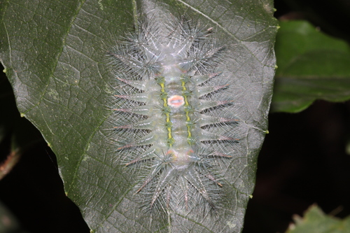 Genus Baria · iNaturalist