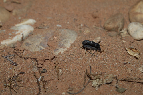 Orthochirus maroccanus · iNaturalist