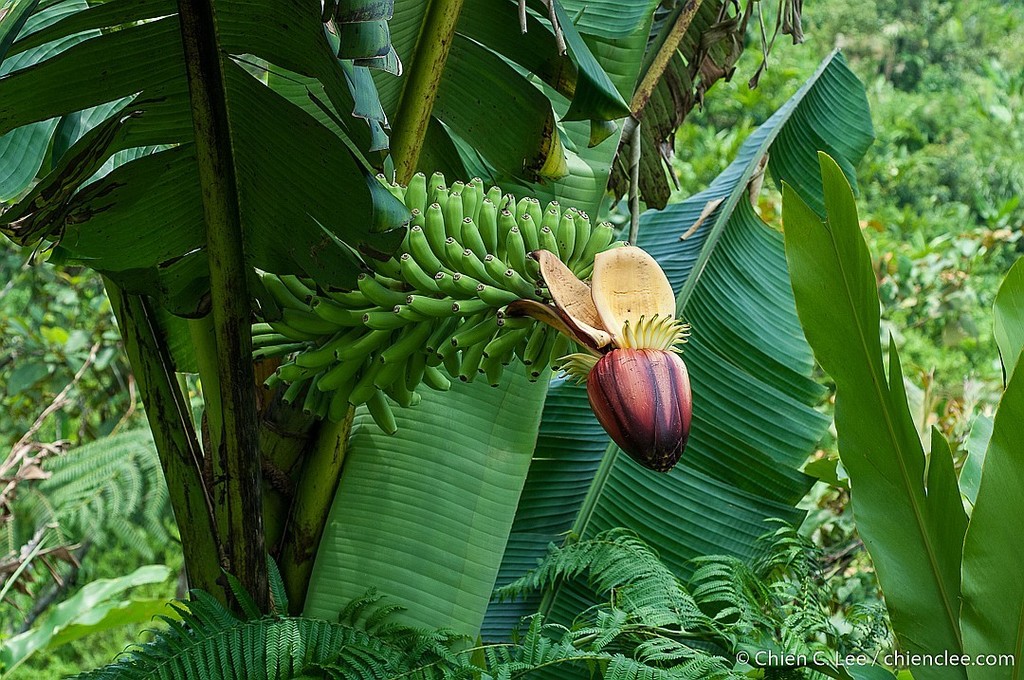 Musa borneensis from Serian, Sarawak, Malaysia on September 13, 2005 at ...