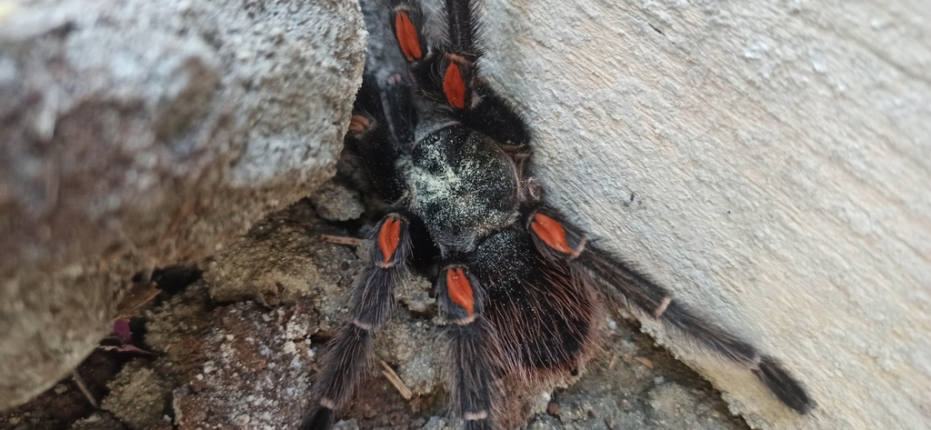 Mexican Flameknee Tarantula in November 2020 by Rogelio Gomez ...
