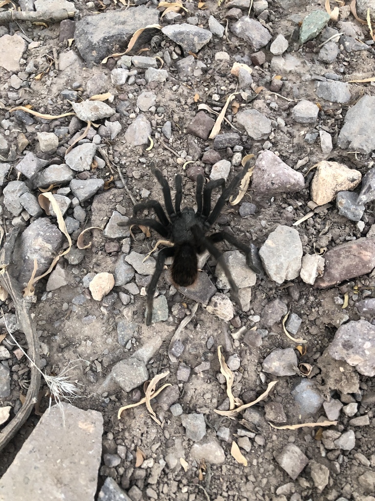 Theraphosine Tarantulas from Ciudad Lerdo, DGO, MX on November 1, 2020 ...