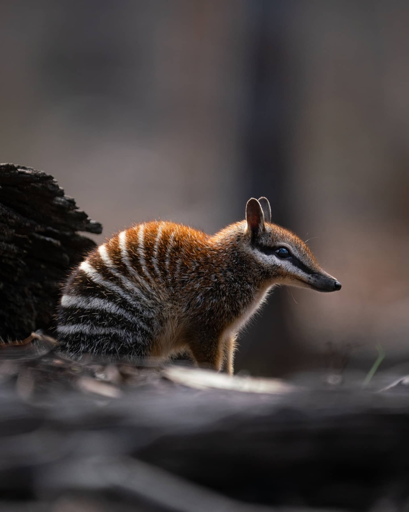 Numbat in August 2020 by Lewis Burnett. Close to Lyons Village in ...