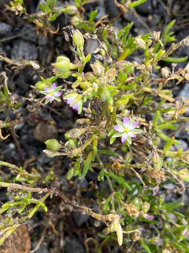 Greater Sea-Spurrey (Variety Spergularia media media) · iNaturalist ...