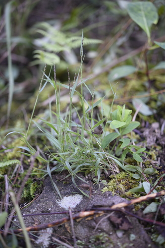 Barundi dropseed (Sporobolus piliferus) · iNaturalist
