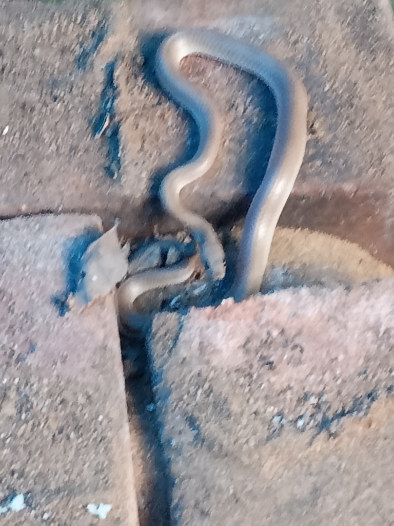 Flowery Wolf Snake from Cholamandal Artists Village, Injambakkam ...