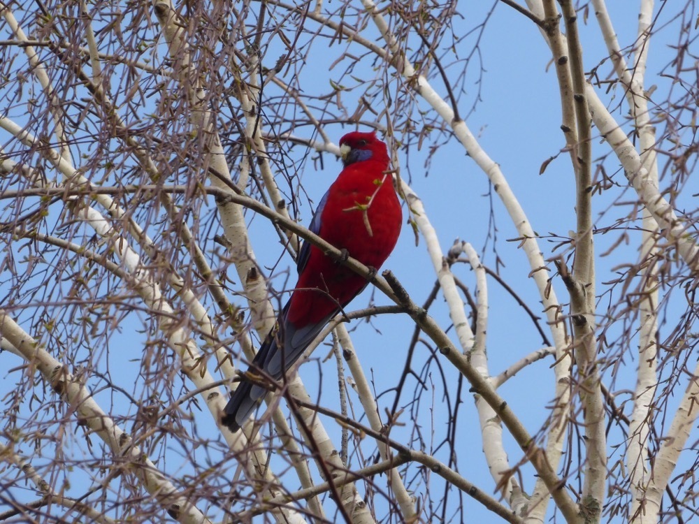 Crimson Rosella in September 2017 by dragonite07. Habitat - Peri-urban ...