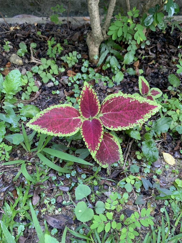 Coleus from Hiu Yuk Path, Kwun Tong North, Kowloon, HK on November 7 ...