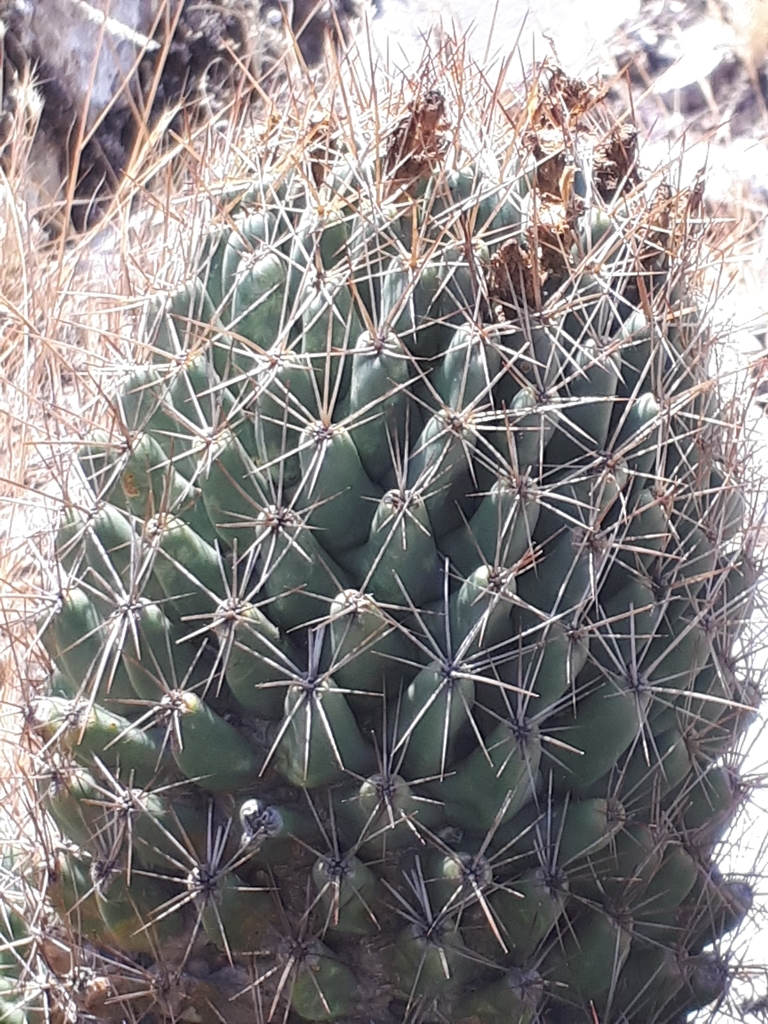 Coryphantha octacantha from Progreso de Obregón, Hgo., México on ...