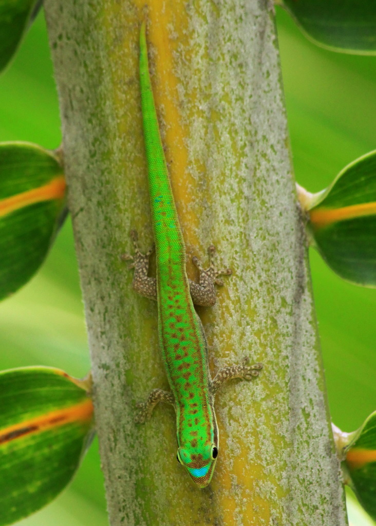 Bluetail Day Gecko from Rivière Noire District, Mauritius on March 29 ...