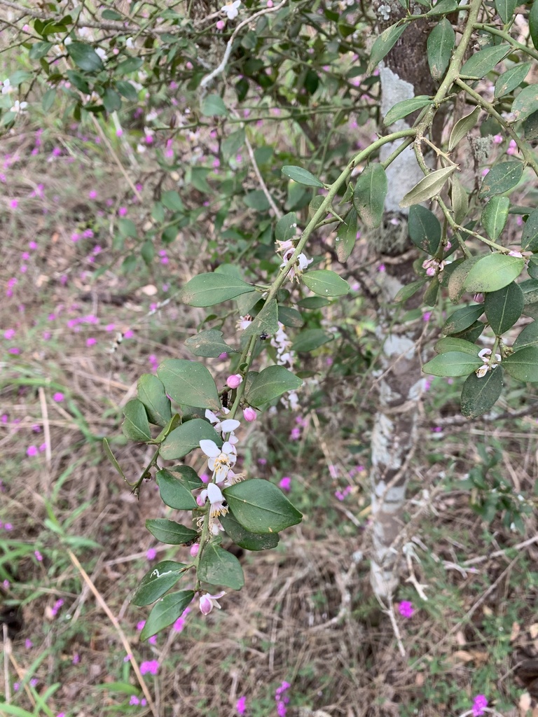 Australian round lime from Riverside Drive, Pine Mountain, QLD, AU on ...