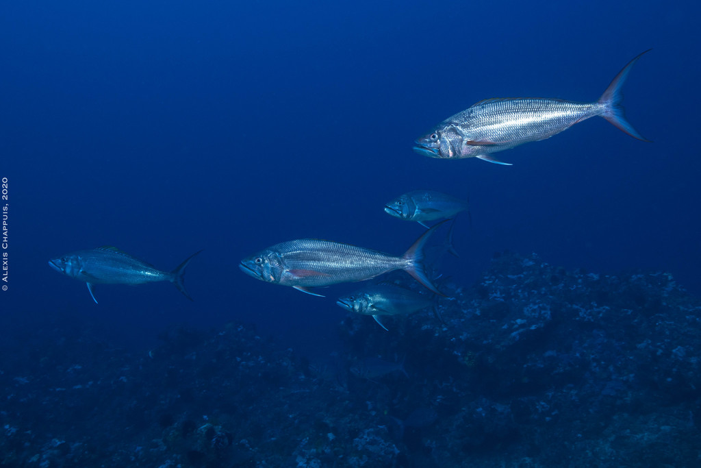 Rusty Jobfish from Karang Asem, ID-BA, ID on October 02, 2020 at 03:21 ...