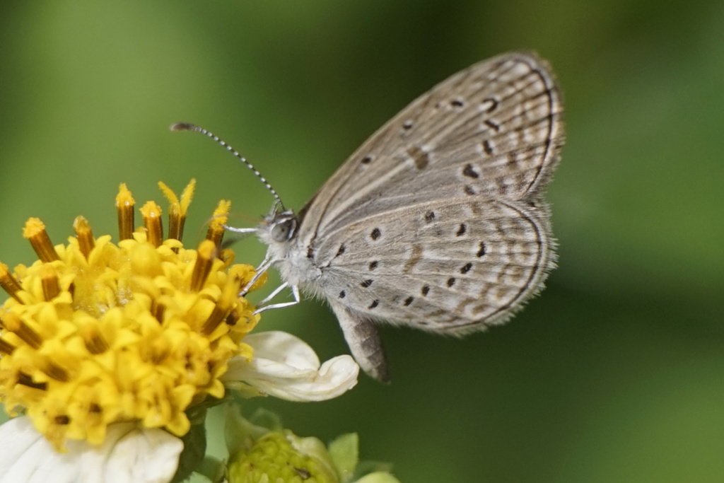 Tiny Grass Blue from Discovery Bay, Hong Kong on October 29, 2020 at 11 ...