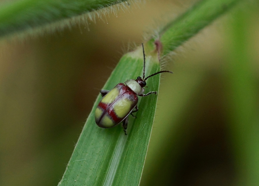 Asphaera communis from Cachoeiras de Macacu, Rio de Janeiro, Brasil on ...