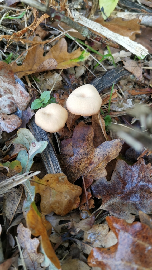 Twiglets from Thundersley Glen on November 08, 2020 at 11:17 AM by ...