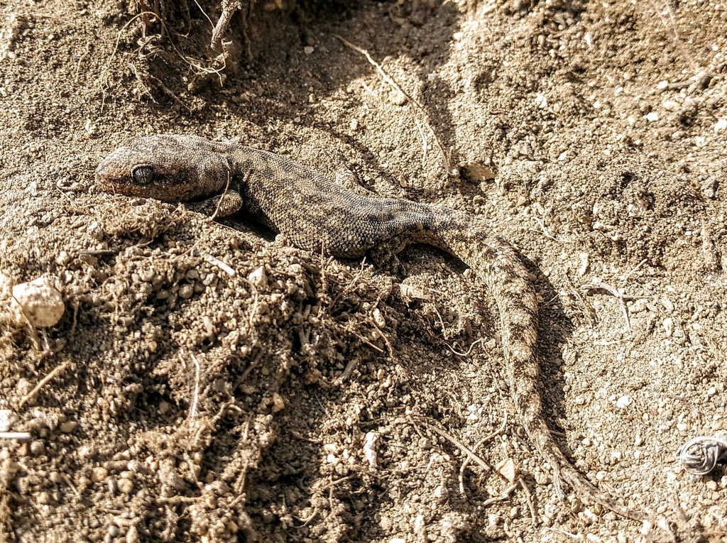 Darwin's Marked Gecko from Huiliches, Neuquén, Argentina on November 07 ...