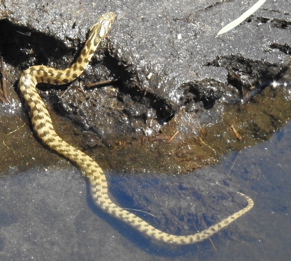 Viperine Snake in August 2020 by Pedro Lopes · iNaturalist