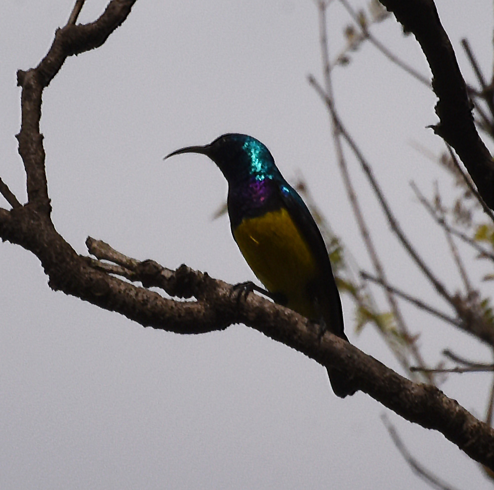 Variable Sunbird from Nairobi, Kenya on August 28, 2017 at 03:10 PM by ...