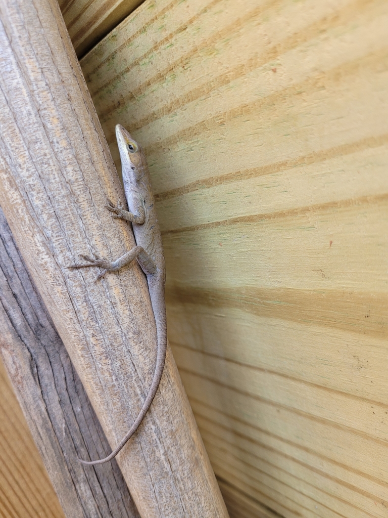 Green Anole from Hickory Mountain, NC, USA on November 08, 2020 at 03: ...