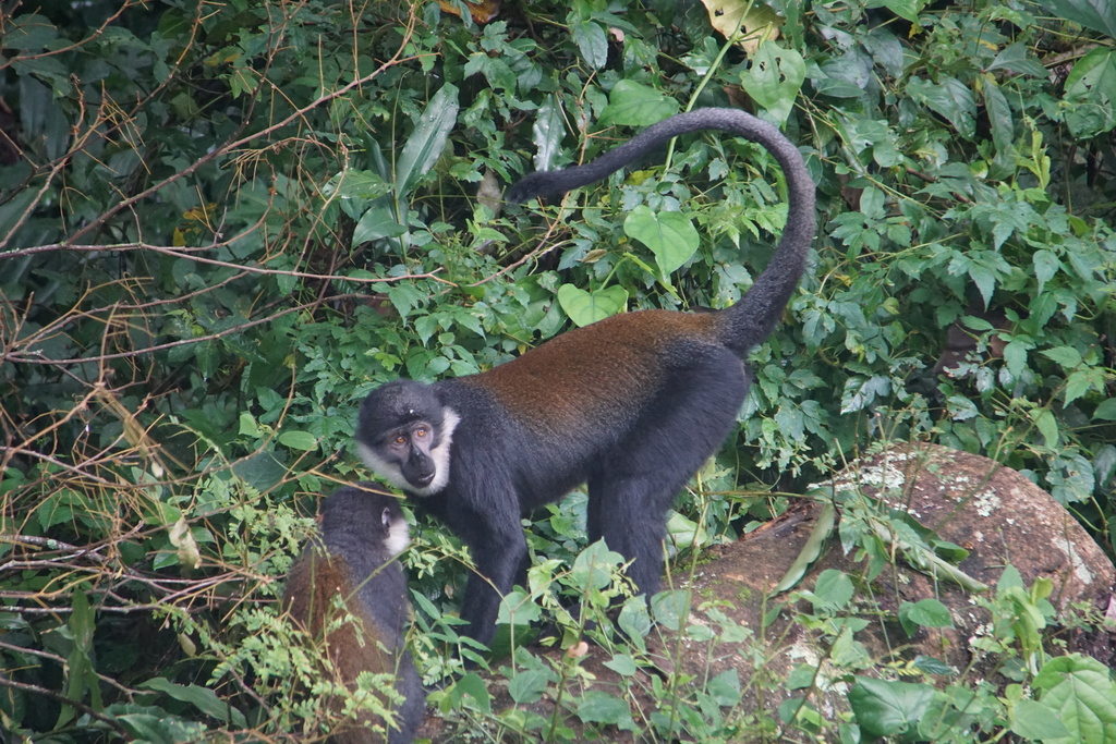 L'Hoest's Monkey in June 2019 by Ronnie Steinitz · iNaturalist