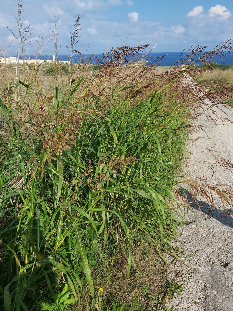 Johnson grass from Pembroke, Malta on November 08, 2020 at 10:57 AM by ...