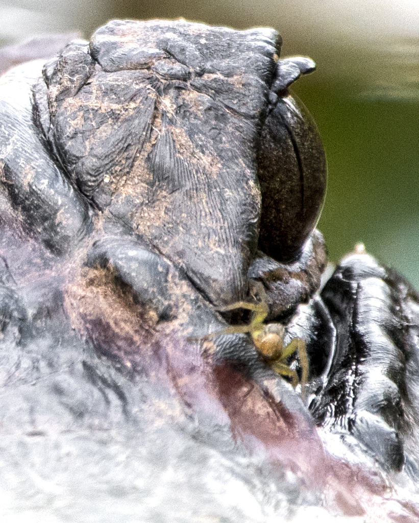 Typical Spiders from Okefenokee NWR, Minnie's Lake on October 23, 2020 ...