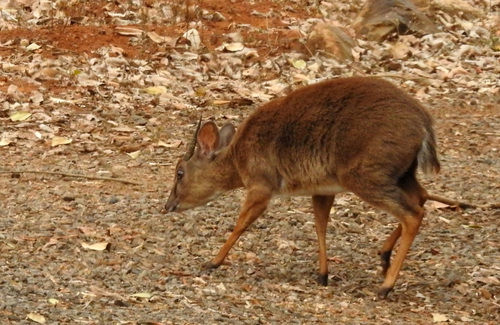 Dwarf Antelopes (Tribe Neotragini) · iNaturalist