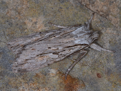 Lithophane lapidea · iNaturalist