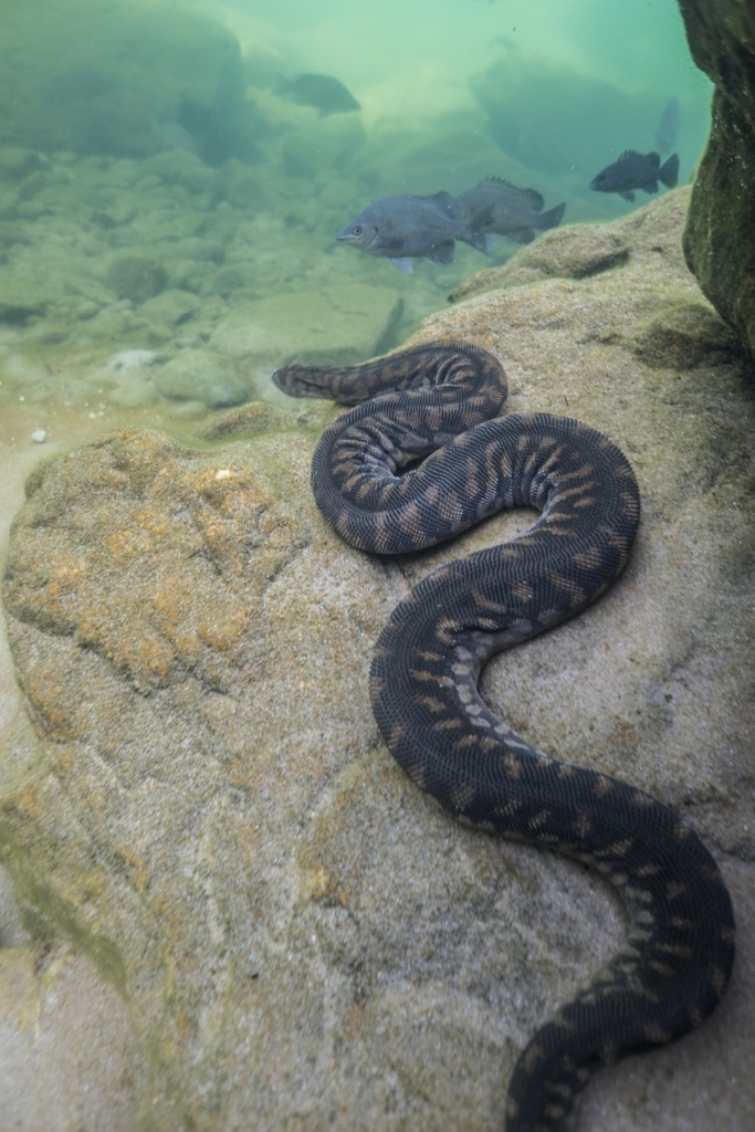 Arafura File Snake from Kakadu NT 0822, Australia on September 11, 2018 ...