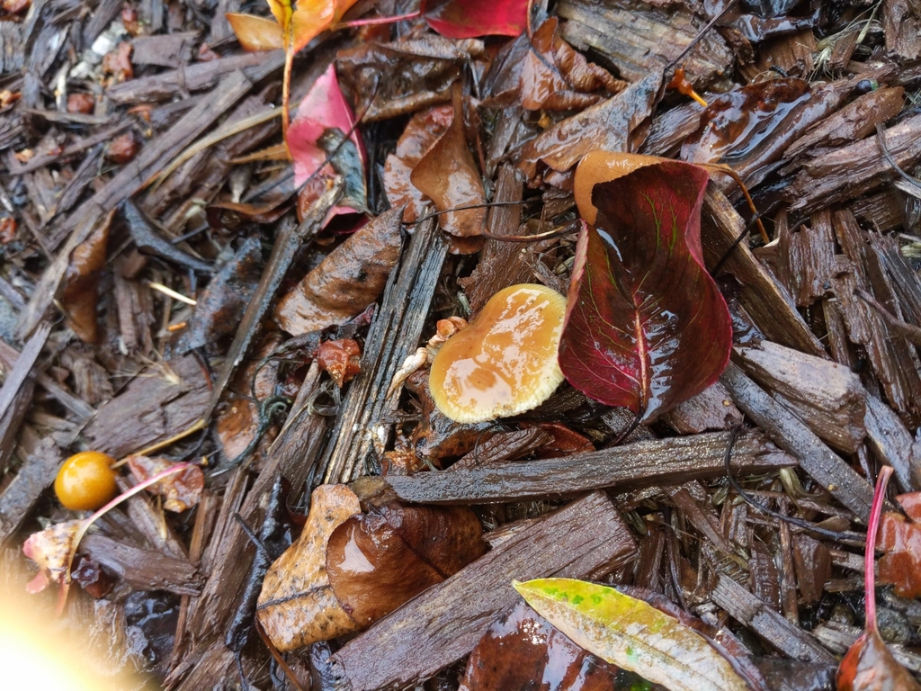 Psilocybe allenii in November 2019 by Michael Silsby. Seems they like ...