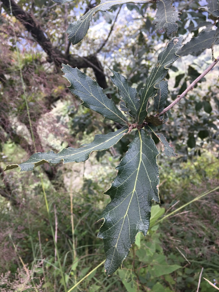 Mexican red oak from Quimixtlán, Pue., México on November 18, 2019 at ...