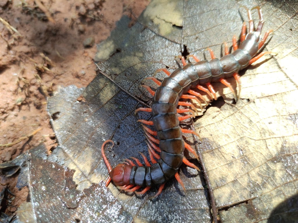 Pacific Giant Centipede from Jakarta Selatan on November 9, 2020 at 08: ...