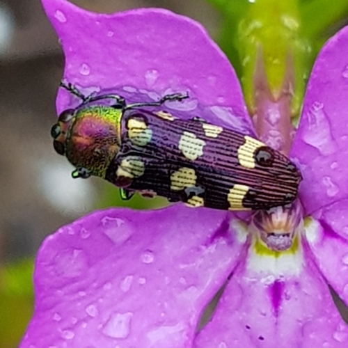Castiarina versicolor · iNaturalist