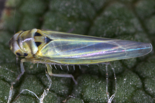 Zyginidia scutellaris · iNaturalist