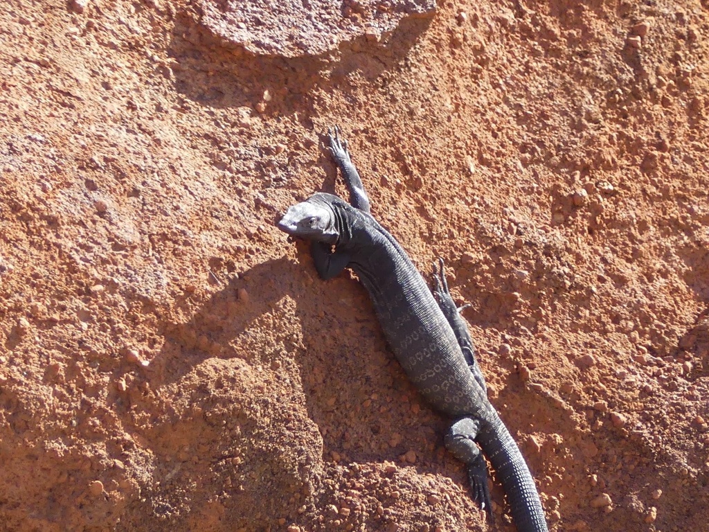Black-headed Monitor from Smith Street, Ciccone, NT, AU on November 03 ...