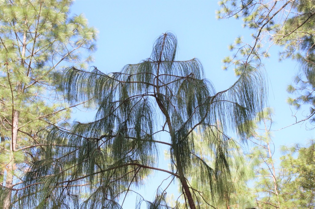 Jelecote pine from Montemorelos, N.L., México on February 8, 2014 at 02 ...