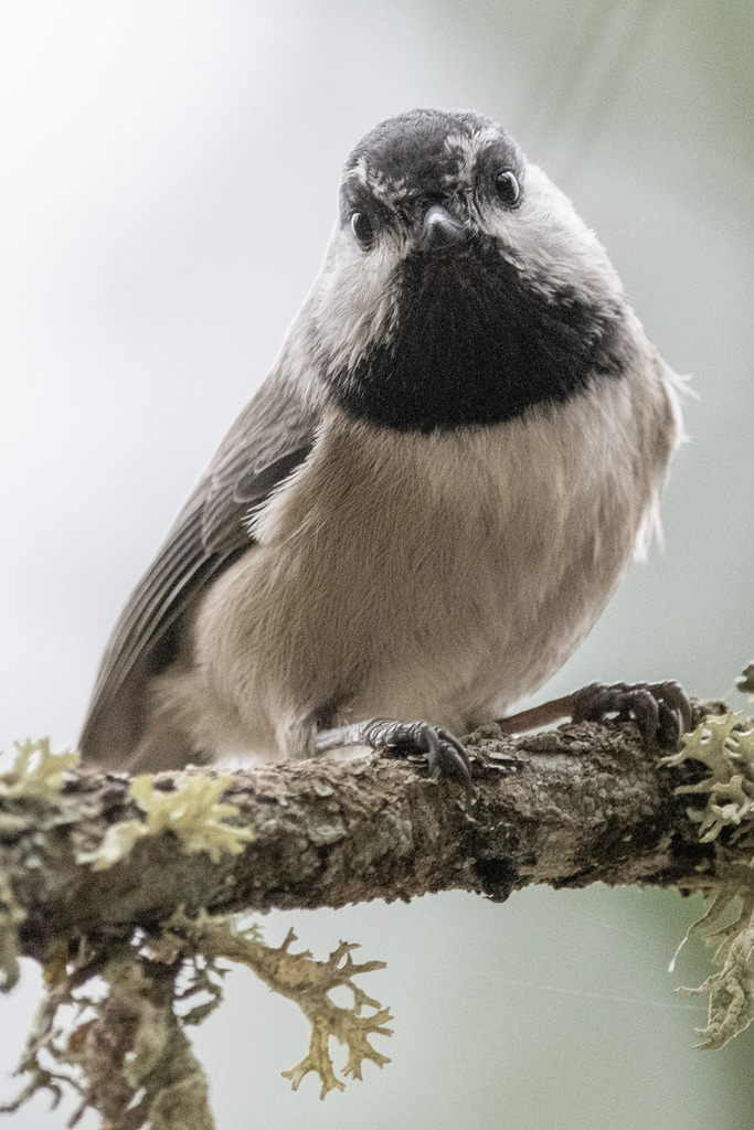 Black-capped × Mountain Chickadee from Whitman County, WA, USA on ...