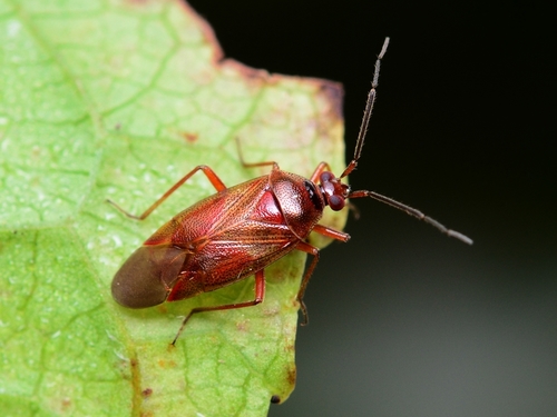 Alloeotomus simplus · iNaturalist