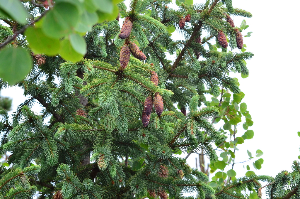 Mexican Spruce from Arteaga, Coah., México on July 8, 2017 at 12:22 PM ...