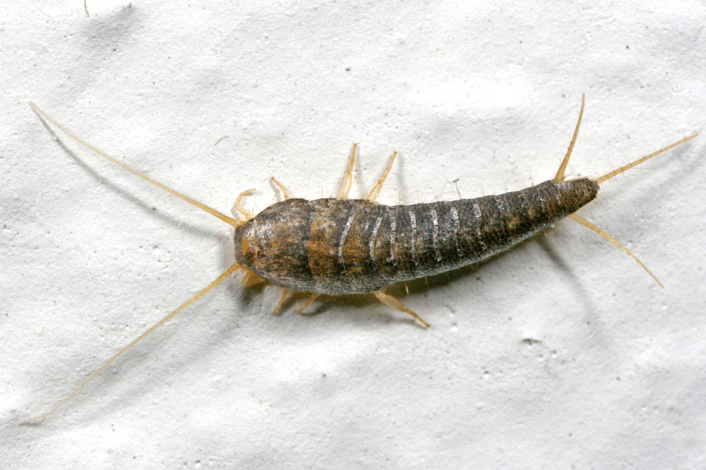 Common Silverfish from Graz-Umgebung, Österreich on January 22, 2006 at ...